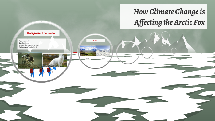 How Climate Change is Affecting the Arctic Fox by Jaime Kortum on Prezi