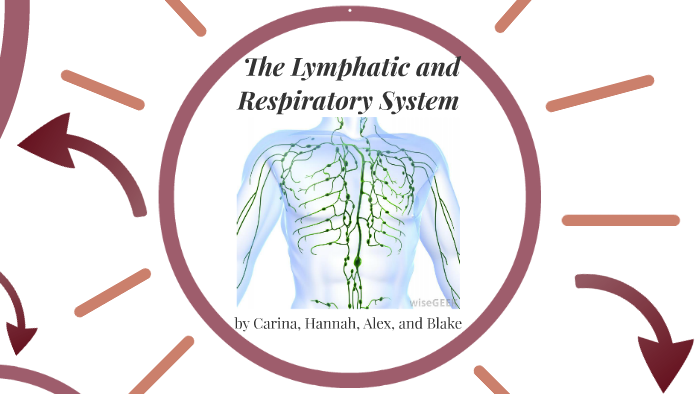 The Lymphatic and Respiratory System by chab cbsm on Prezi