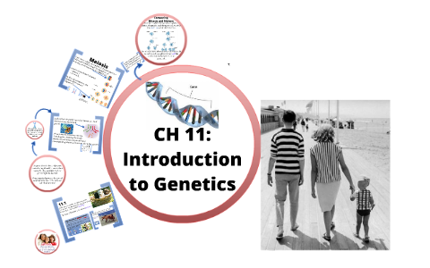 CH 11: Intro to Genetics by Kelly Quinlan on Prezi