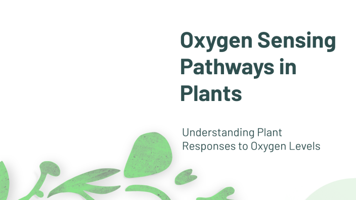 Oxygen Sensing Pathways in Plants by on Prezi