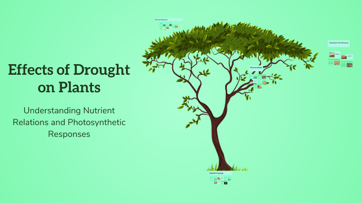 Effects of Drought on Plants by Khalsa Al Rawahi on Prezi