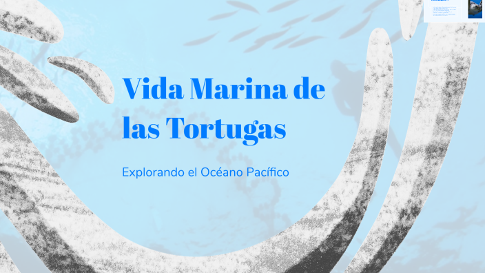 Proyecto sobre Tortugas Marinas by on Prezi