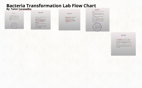 Bacteria Transformation Lab Flow Chart by Talon Caravalho on Prezi