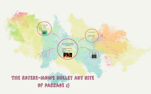 The Satere-Mawe Bullet Ant rite of passage :) by Emily Bohlman on Prezi