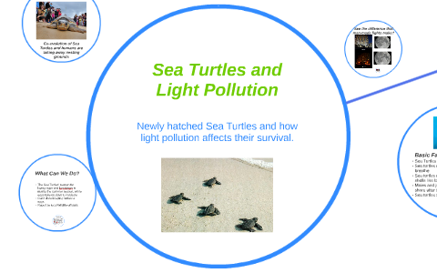 Sea Turtles and Light Pollution by Ryan Dwyer on Prezi