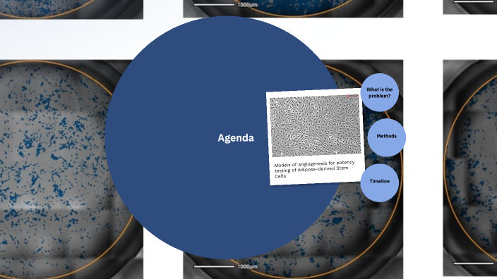 Angiogenesis Models for Stem Cell Testing by Kathrine Jensen on Prezi