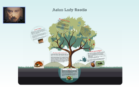 Asian Lady Beetle by Bennett Serchen on Prezi
