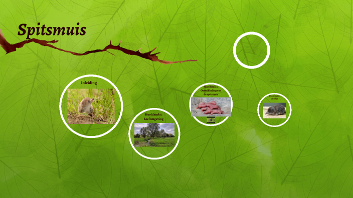Spitsmuis by Michelle Melis on Prezi