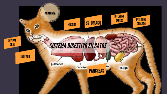 SISTEMA DIGESTIVO FELINO by Fernanda Rosero on Prezi