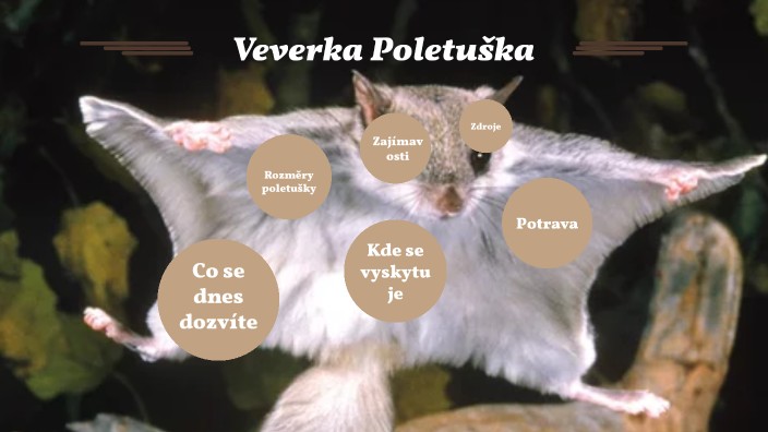 Veverka Poletuška by Lukáš Náhlík on Prezi