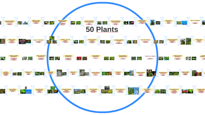 50 plants level 1 by Eric Tiessen on Prezi