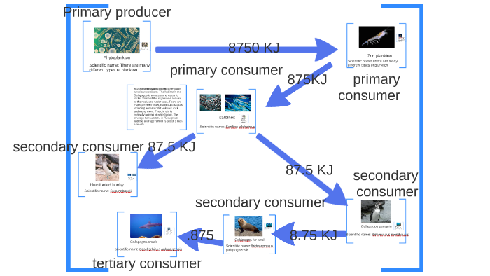 Galapagos food web by cole goldade on Prezi