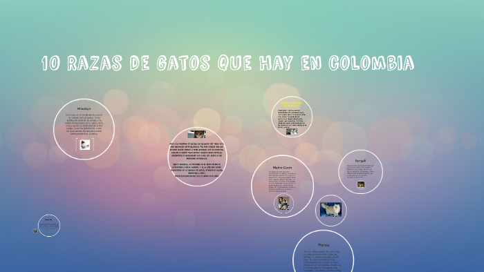 10 Razas de gatos que hay en colombia by Alejo Guzman