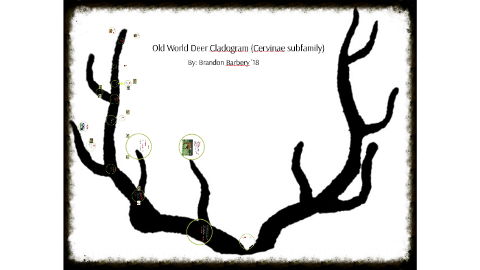 Old World Deer Cladogram (Cervinae family) by Brandon Barbery on Prezi