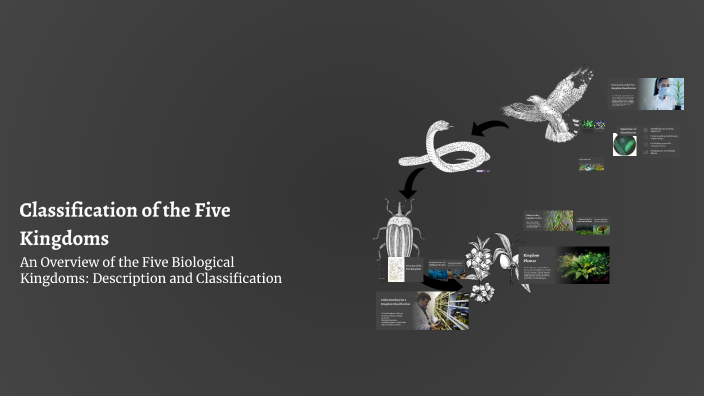 Classification of the Five Kingdoms by Laurent Elizabeth Stelladarifa ...