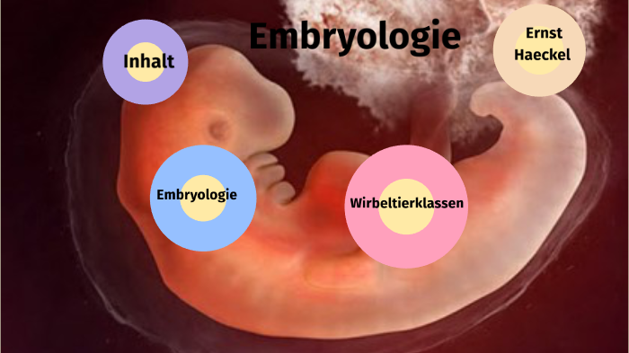 Embryologie by Laura Trautmann on Prezi
