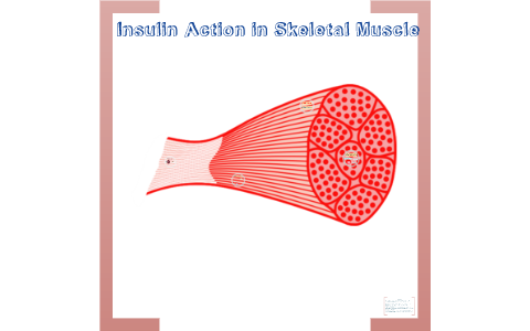 Insulin Action in Skeletal Muscle by Emily Jenkins on Prezi