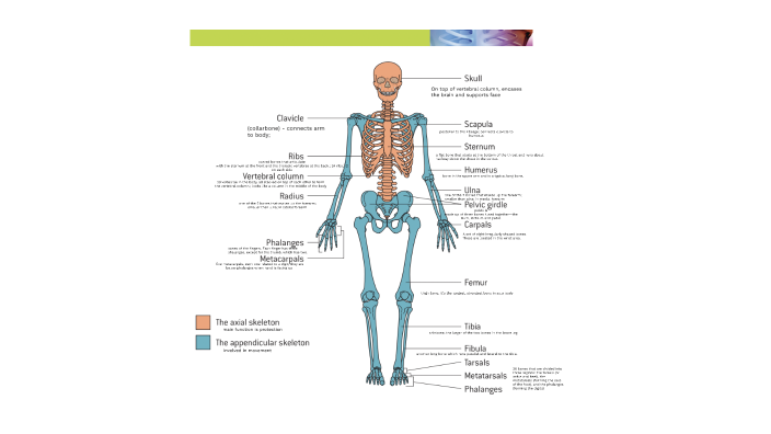 Skeletal Memory Aid by Swaroop Alappadan on Prezi