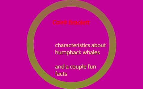 humpback whales by Caleb Brackett on Prezi