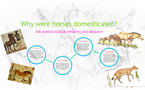 Why were horses domesticated? by Danielle Lindblom on Prezi