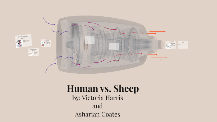 Human vs. Sheep by on Prezi