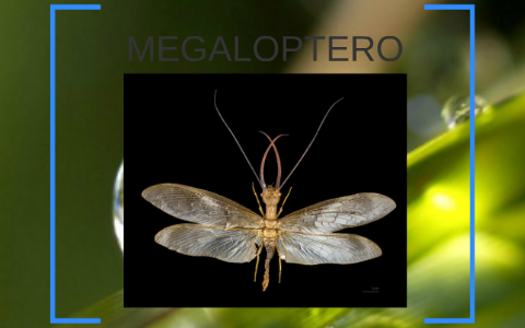 MEGALOPTERO by Feer Avila on Prezi