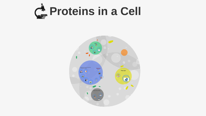Proteins in a Cell by Connor Sluder on Prezi