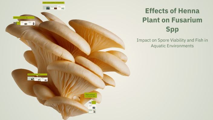 Effects of Henna Plant on Fusarium Spp by suni mhd on Prezi