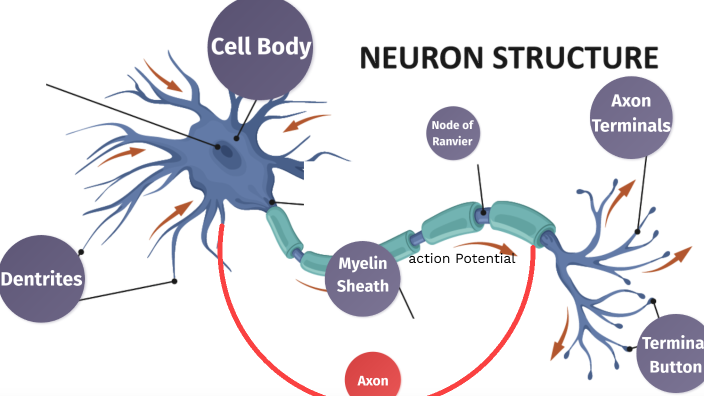 Unit 2: neuron review by Jennifer Mendoza on Prezi