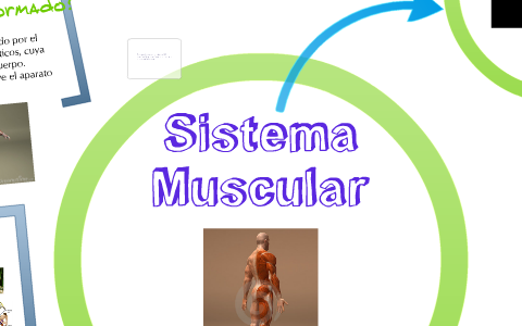sistema muscular by Alisa Franco on Prezi