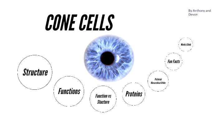 Cone Cells by Devon Patton on Prezi