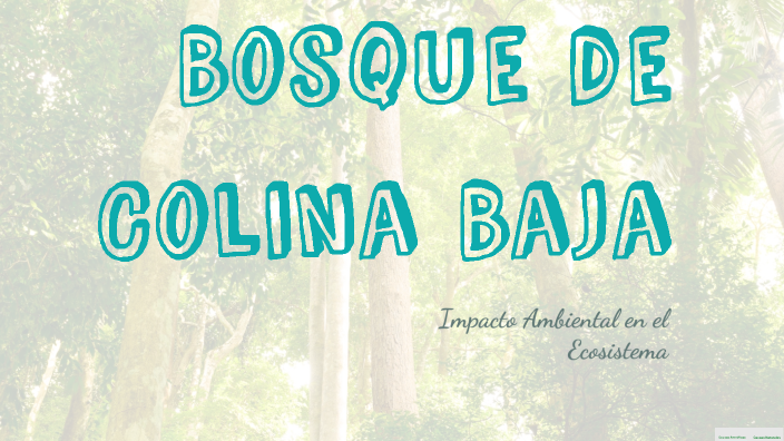 Bosque de Colina Baja by abraham requiz on Prezi