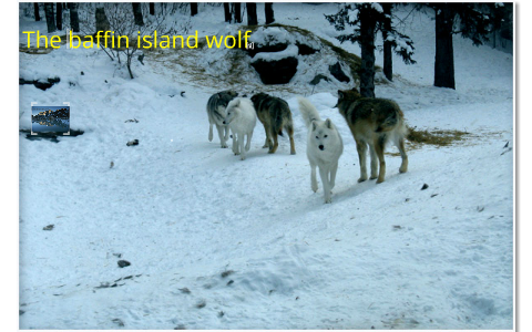 baffin island wolf by olivia byrne on Prezi