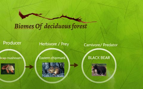 deciduous forest food chain by lilyana reyes on Prezi