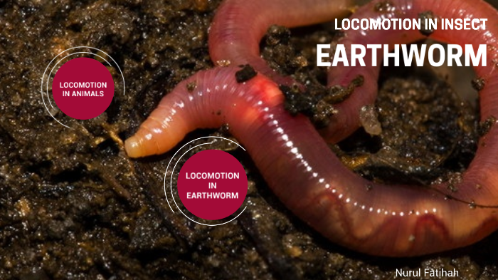 Locomotion in Insects - Earthworm by Fatihah Rahmat on Prezi