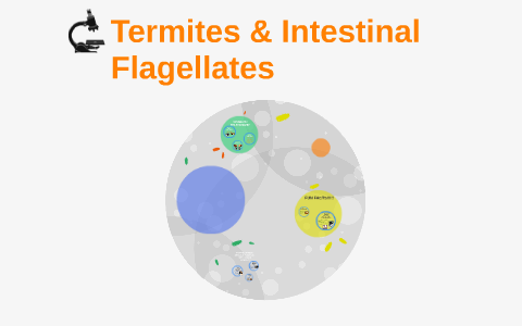 Termites & Intestinal Flagellates by shanice anderson on Prezi