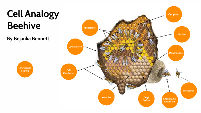 Cell Analogy - Beehive by Bejanka Bennett on Prezi