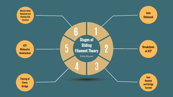Stages of Sliding Filament Theory by Emily Meuser on Prezi
