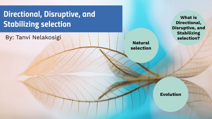 Directional, Disruptive, and Stabilizing selection by Tanvi Nelakosigi ...