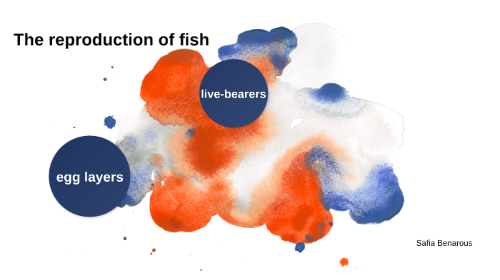 The reproduction of fish by Safia Benarous on Prezi