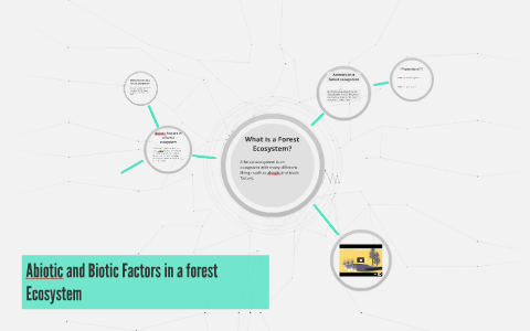Abiotic and Biotic Factors in a forest Ecosystem by Emma Holmes on Prezi