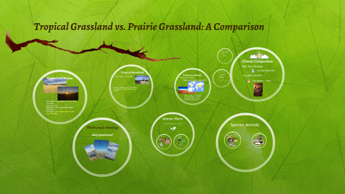 Tropical Grassland vs. Prairie Grassland: A Comparison by Hailey ...