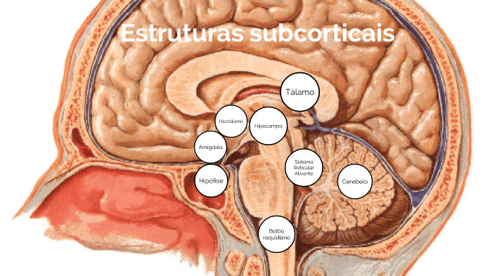 Estruturas subcorticais by Ana Lúcia on Prezi