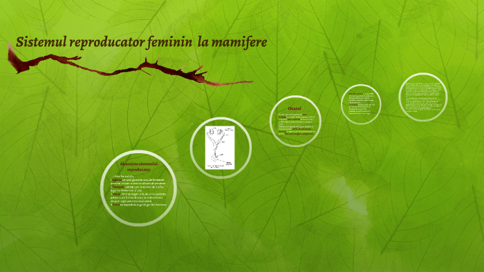Sistemul reproducator feminin la mamifere by Valentin Costin on Prezi