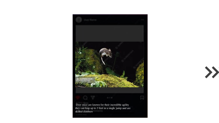 instagram deer mice slides by delani Clarke on Prezi