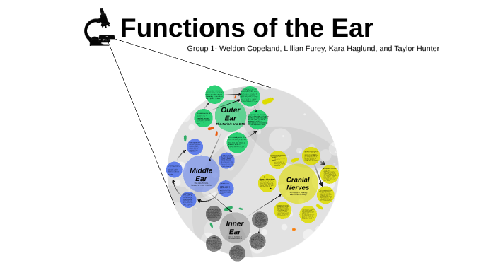 SPA4302 Concept Map- Anatomy of the Ear (Group 1) by Lillian Furey on Prezi