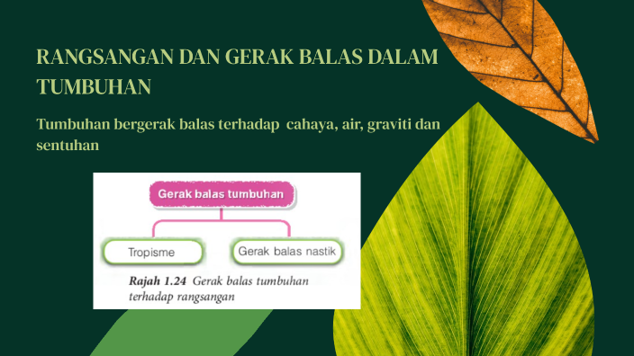 RANGSANGAN DAN GERAK BALAS DALAM TUMBUHAN by NUR SAHIRA AZRA BINTI ROSLAN KPM-Guru on Prezi