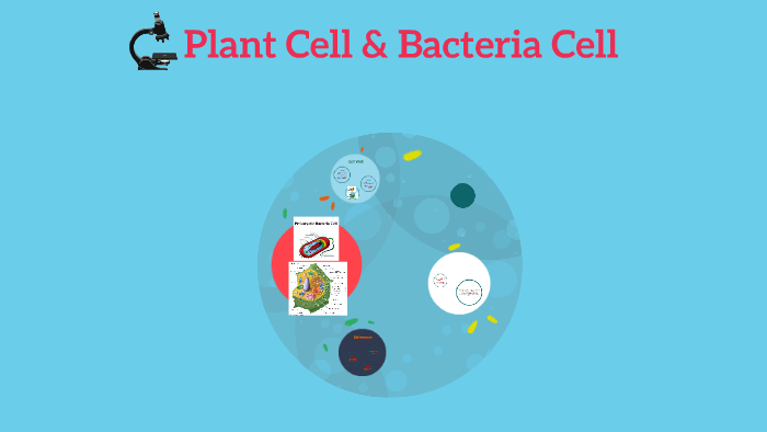 Plant Cell vs. Bacteria Cell by Sara Hailu on Prezi