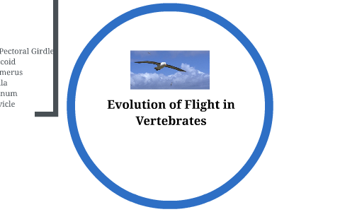 Evolution of Flight in Vertebrates by Thomas Wallis on Prezi