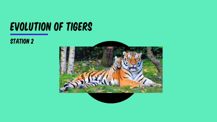 Evolution of Tigers by Tess Hyde on Prezi